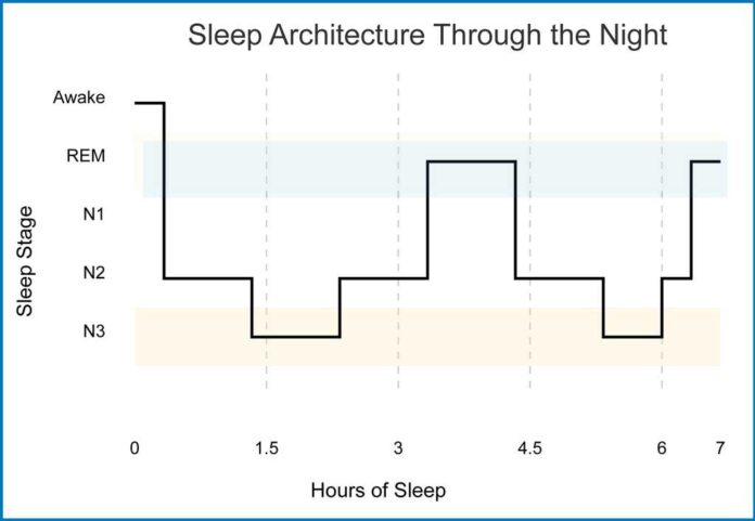 Brain Sleep Stages Control Physical Wellbeing - BeSund