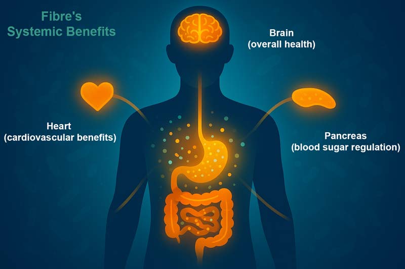 Fibre Macronutrient Fundamentals - BeSund